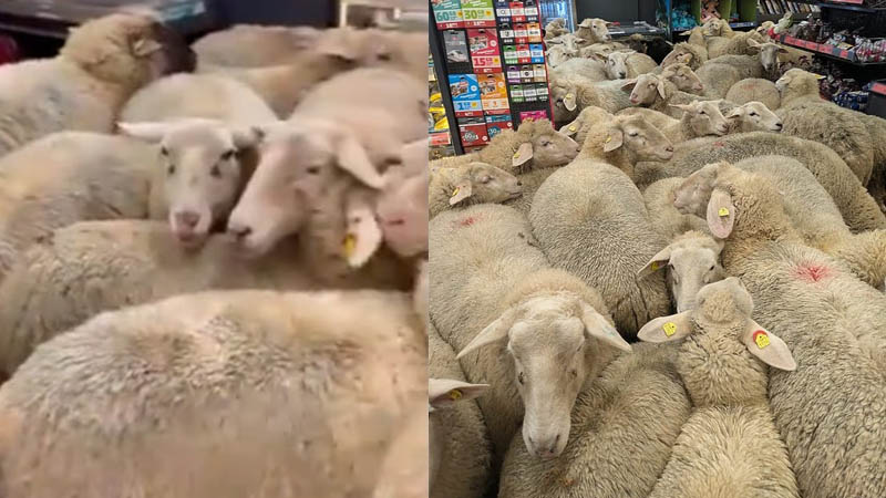 Hungry Sheep Storm German Supermarket in Bizarre Morning Raid